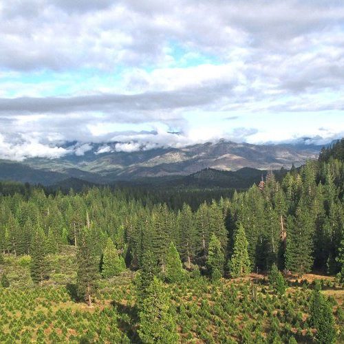 Tree Planting Locations | A Living Tribute