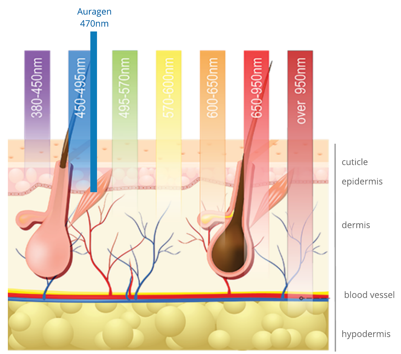 Auragen Light Therapy - Reversal Solutions, Inc