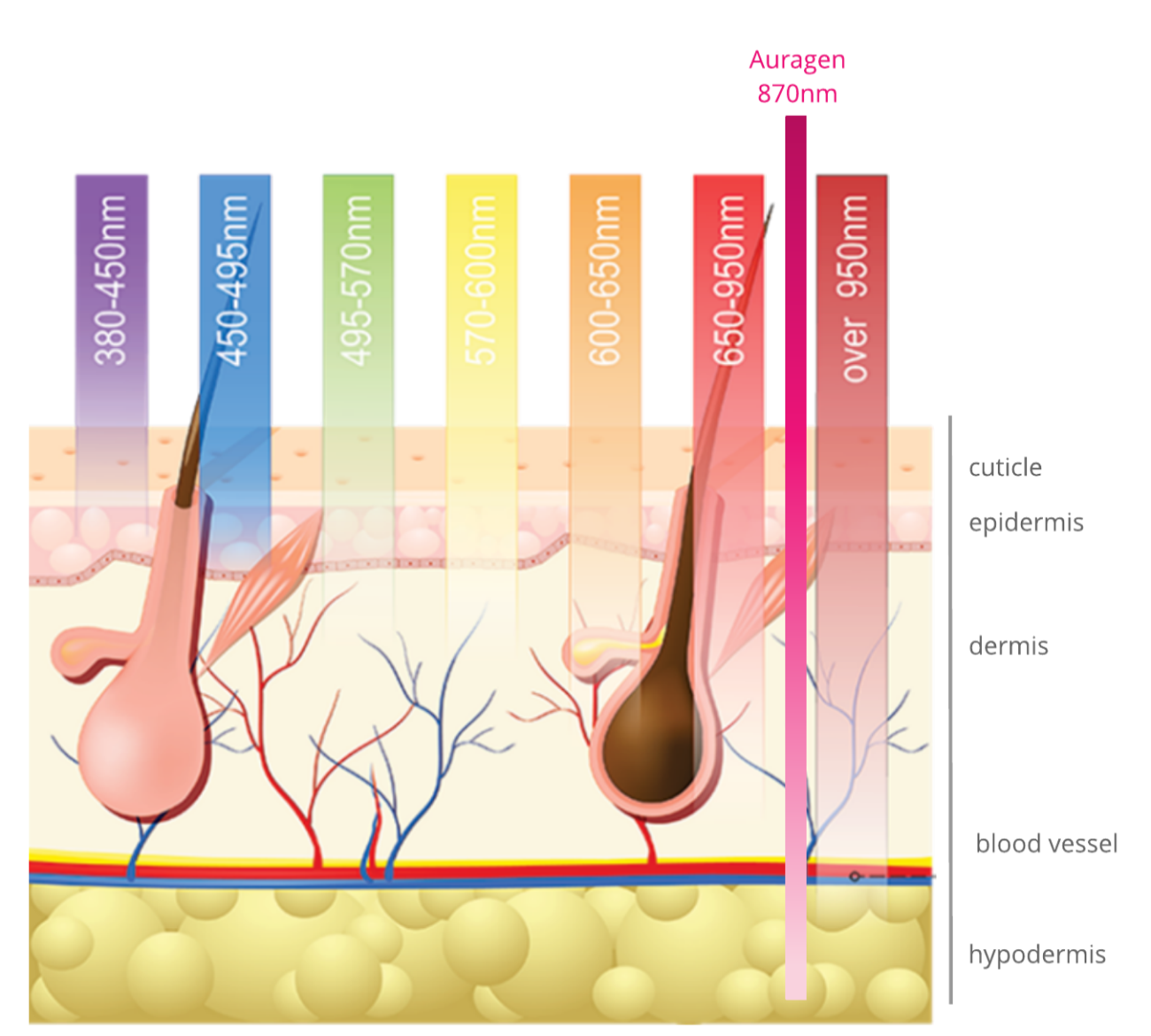 Auragen Light Therapy - Reversal Solutions, Inc