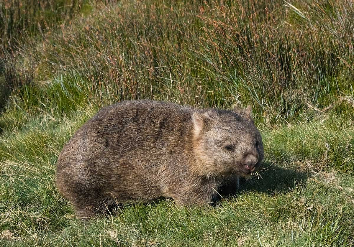 Day Hikes on a Tasmanian Road Trip